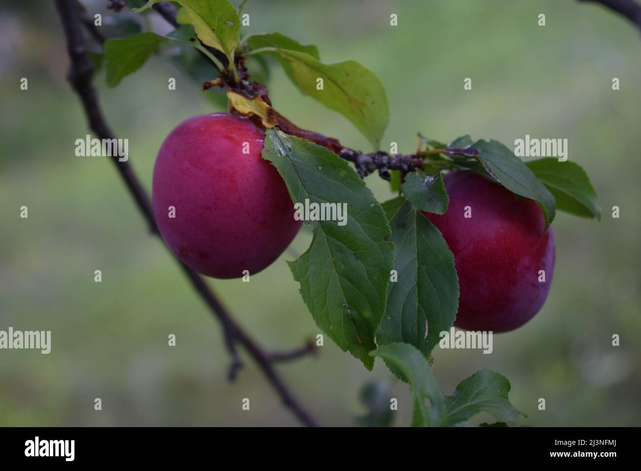 Plum tree with fruit. Closeup of delicious ripe plums on tree branch in ...