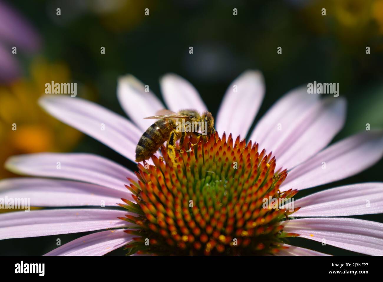 Detailed Closeup of Beautiful Pink or Purple Coneflowers, (Echinacea ...