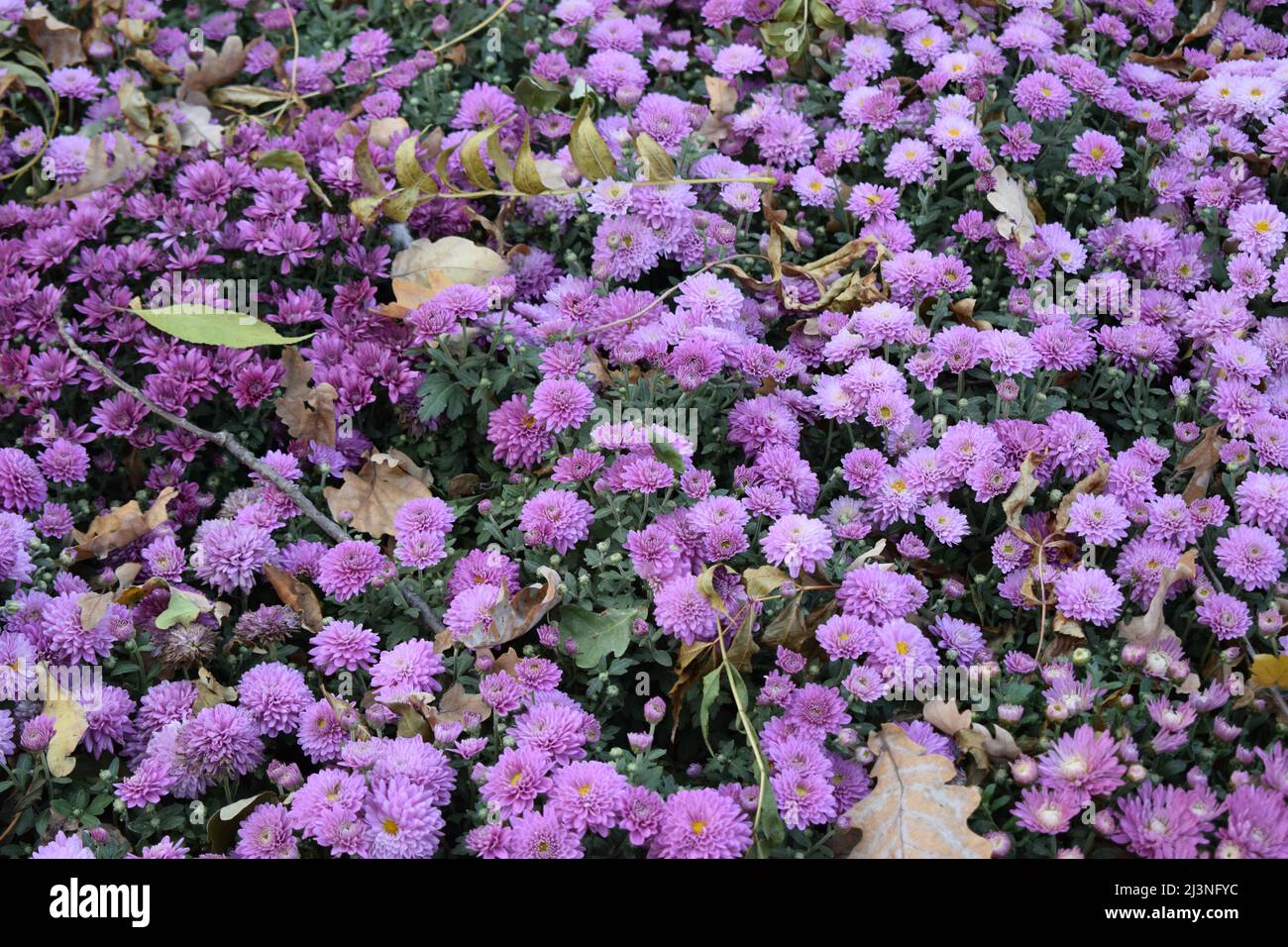 Purple chrysanthemum flowers. Flower bed of purple chrysanthemums ...
