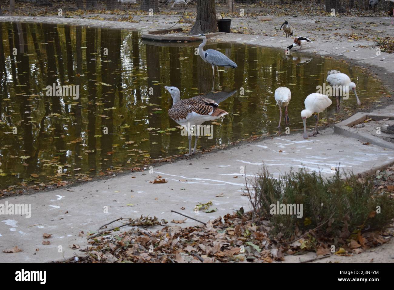 Otis tarda (Great Bustard) with spotted plumage walks on the ground ...