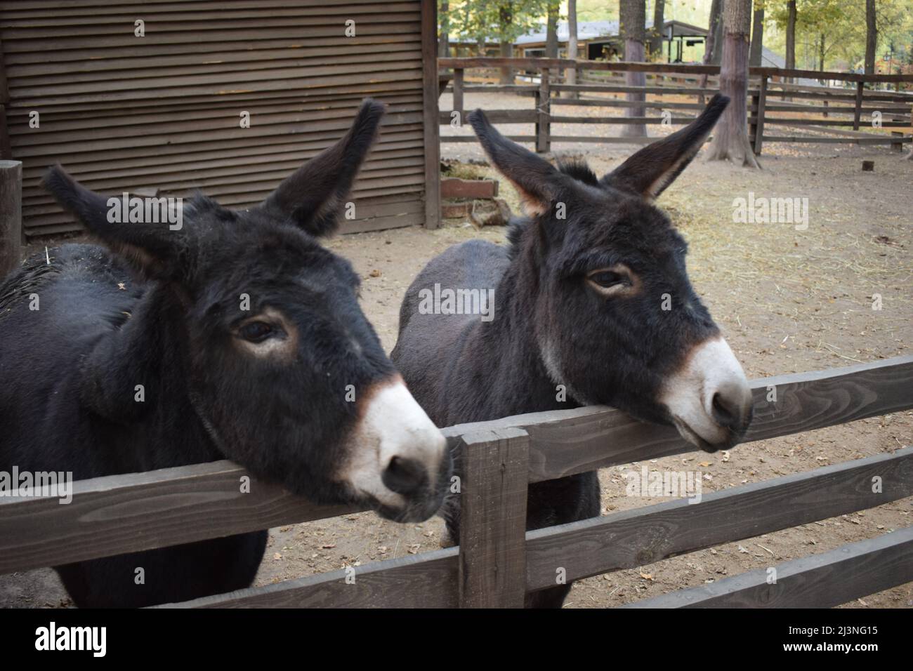 Curious Donkeys on a farm. Two donkeys pose for the camera Stock Photo ...