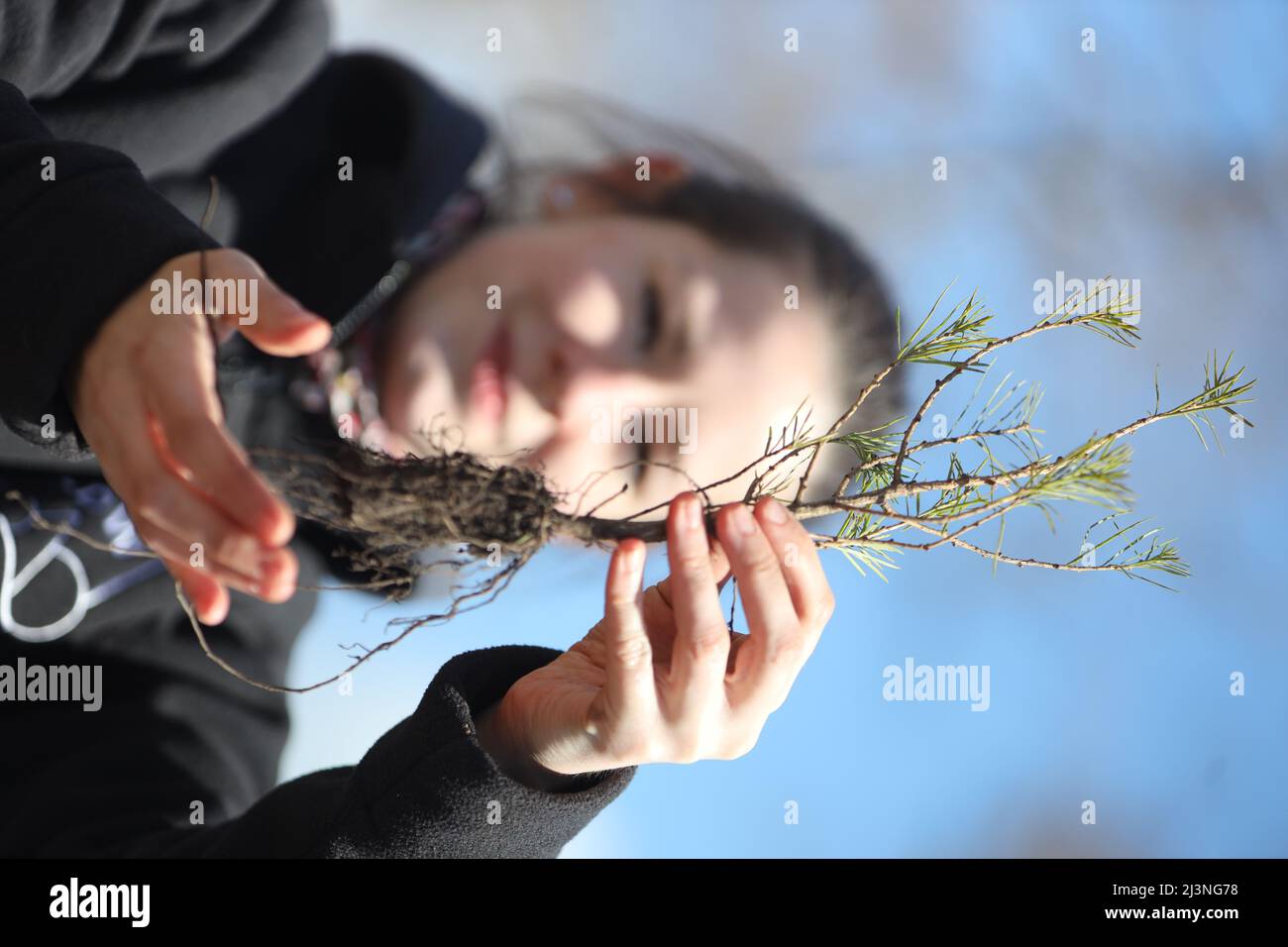 Large larch bark beetle hi-res stock photography and images - Alamy