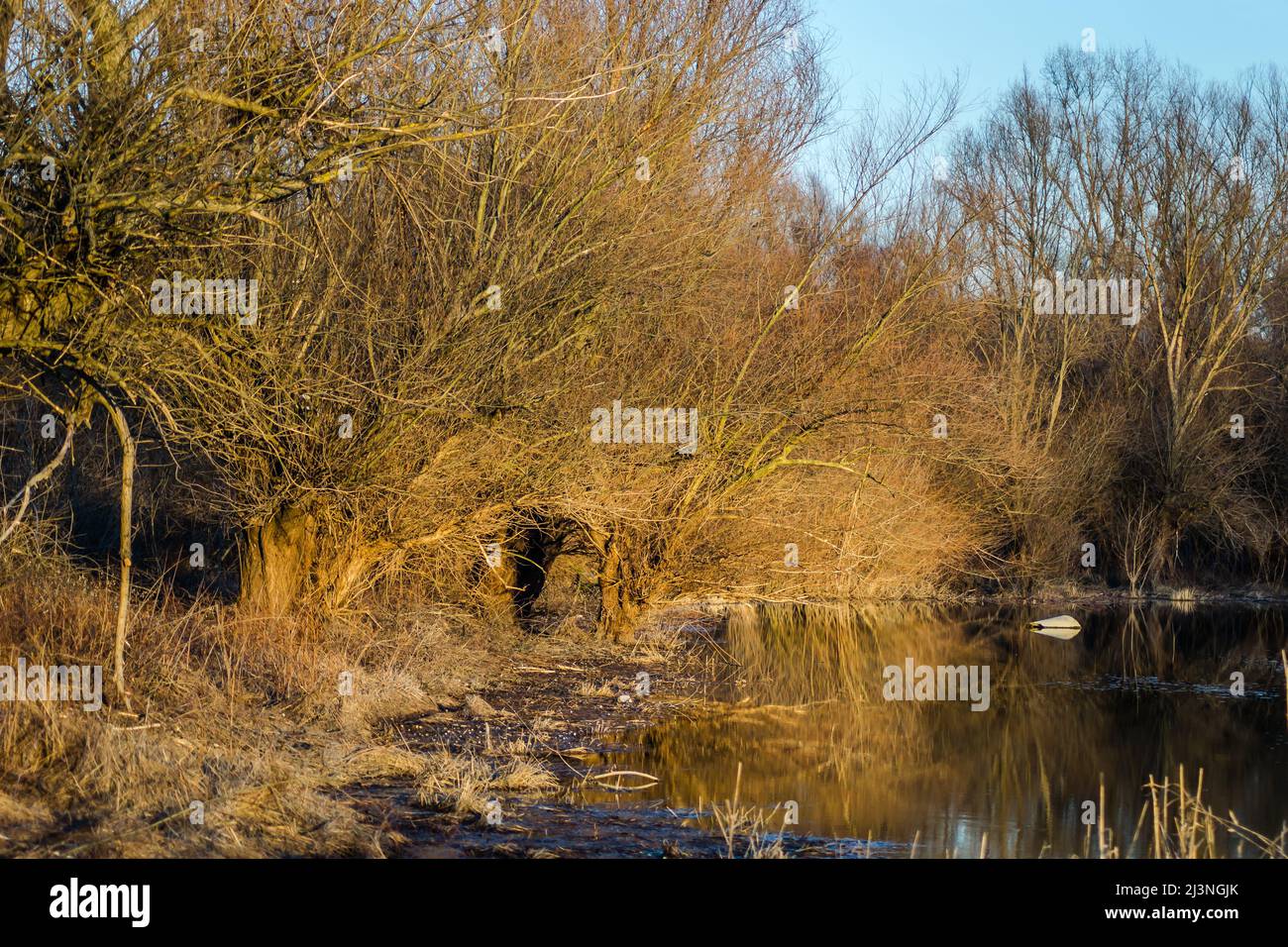 View of the shore of a swamp covered with grass and autumn trees Stock ...