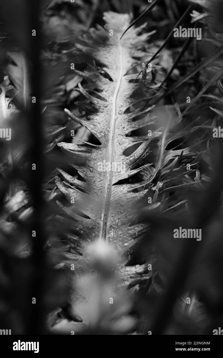Beautiful leafy green summer Black and White Stock Photos & Images - Alamy