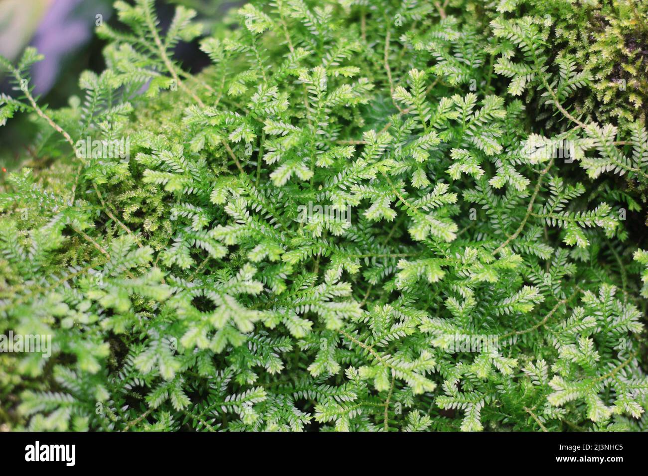 Beautiful green leafy ferns growing in the sunny summer meadow Stock ...
