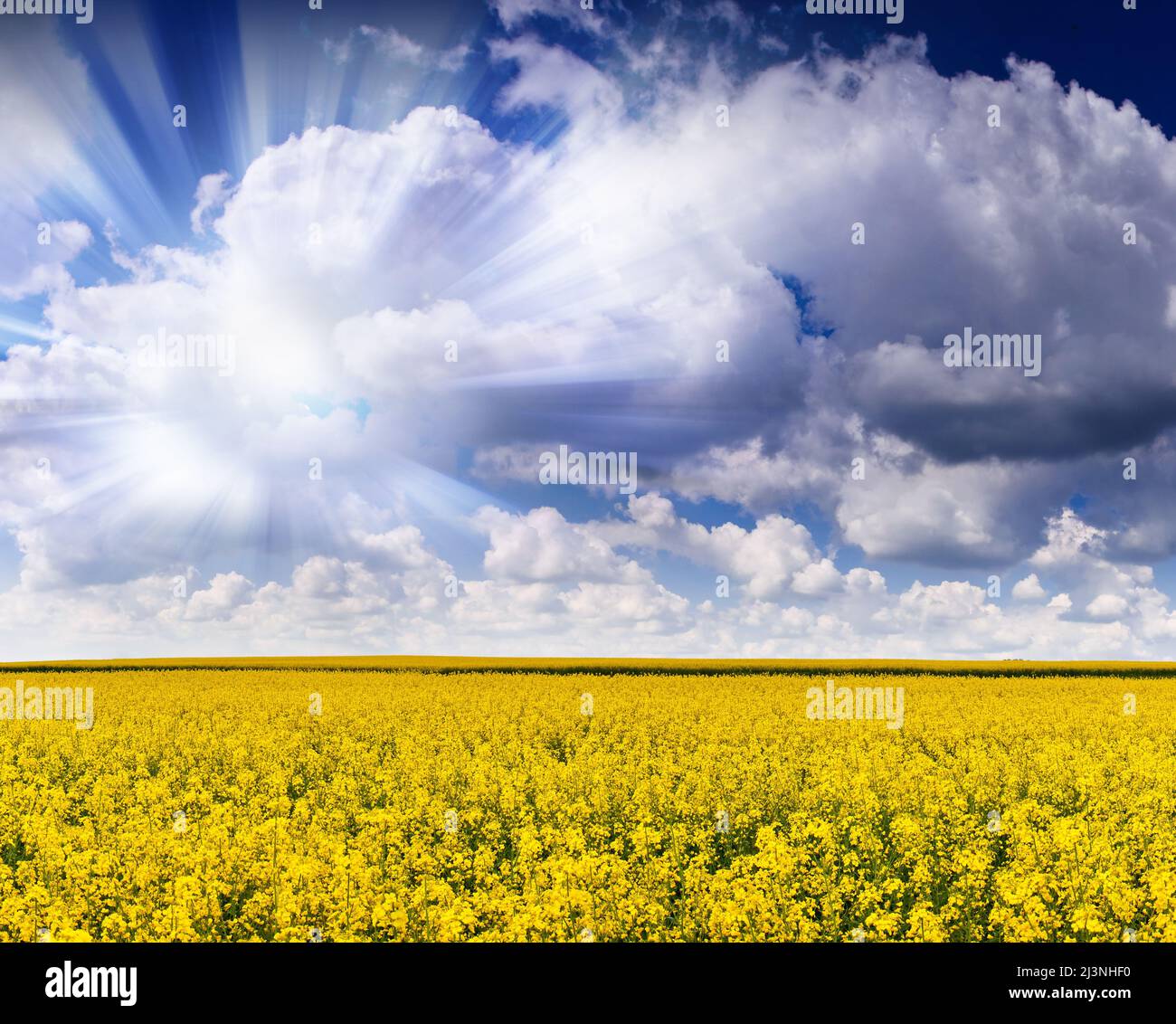 Springtime is the moment for this purple flower Stock Photo - Alamy