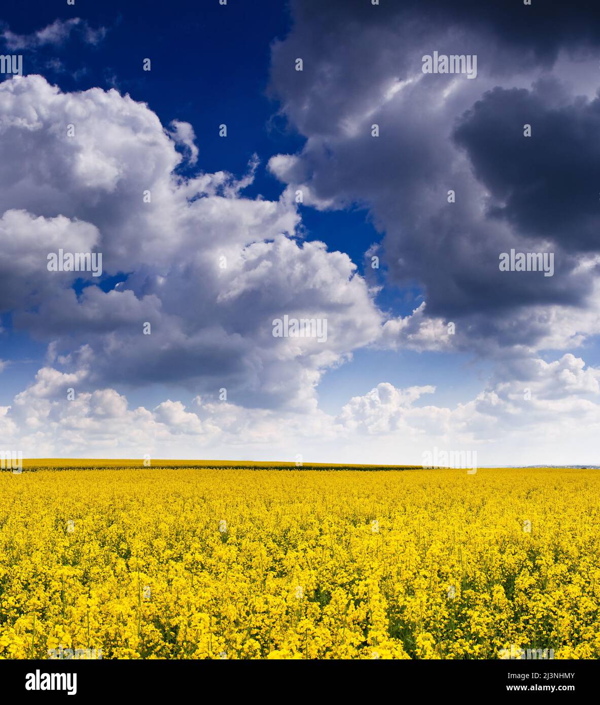 Springtime is the moment for this purple flower Stock Photo - Alamy