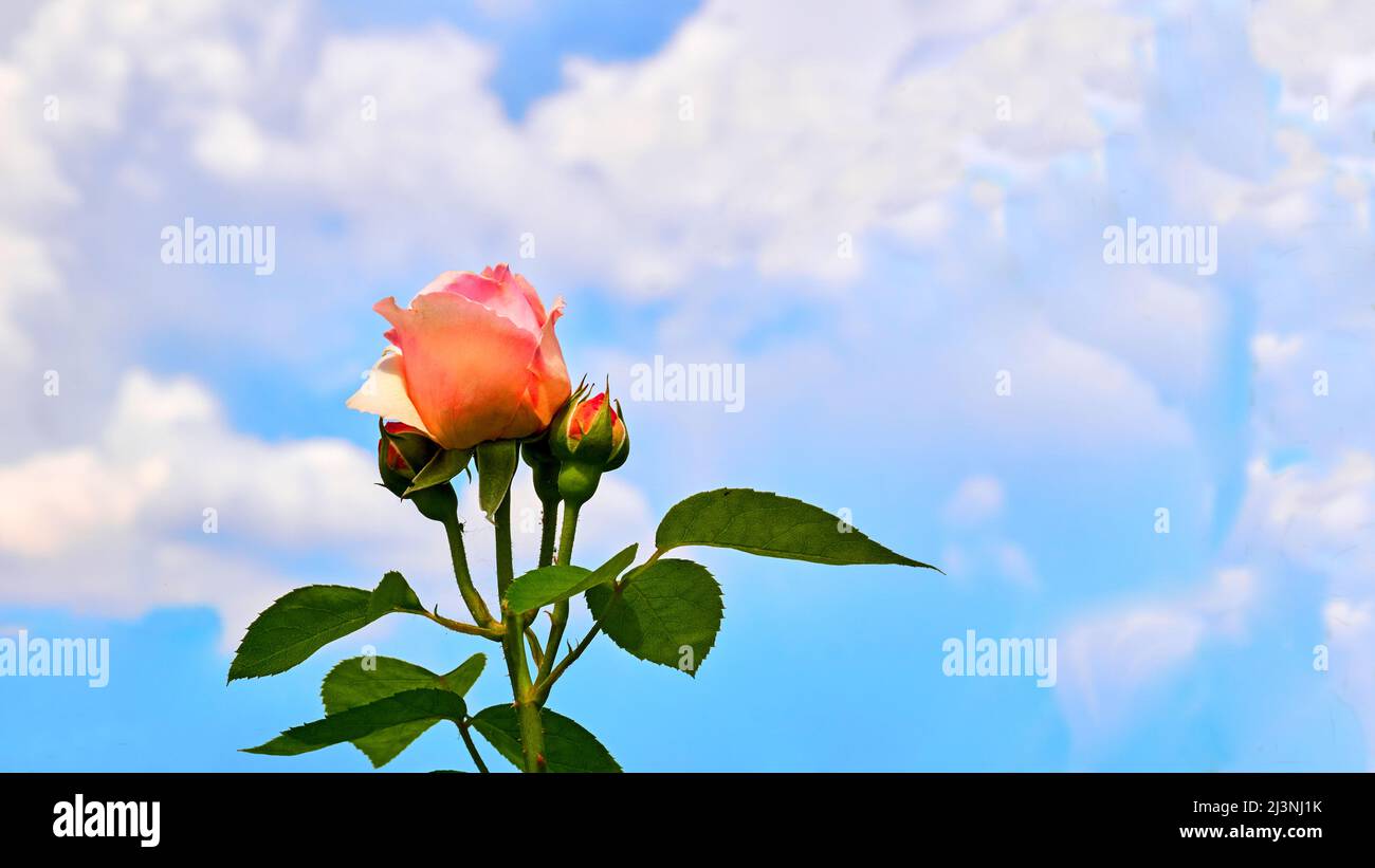 Beautiful pink rose with leaves against a blue sky with clouds Stock ...