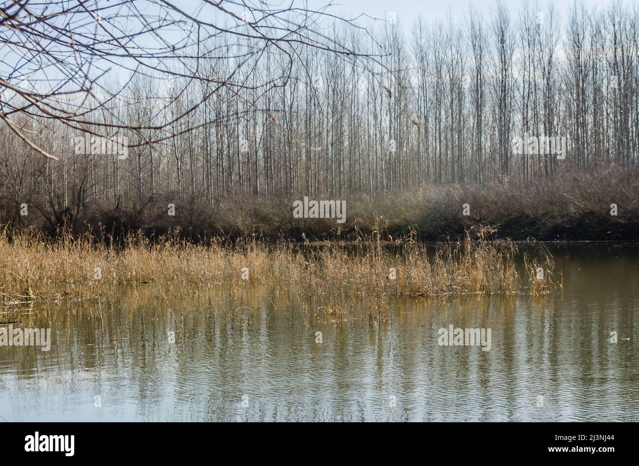 View of the shore of a swamp covered with grass and autumn trees Stock ...