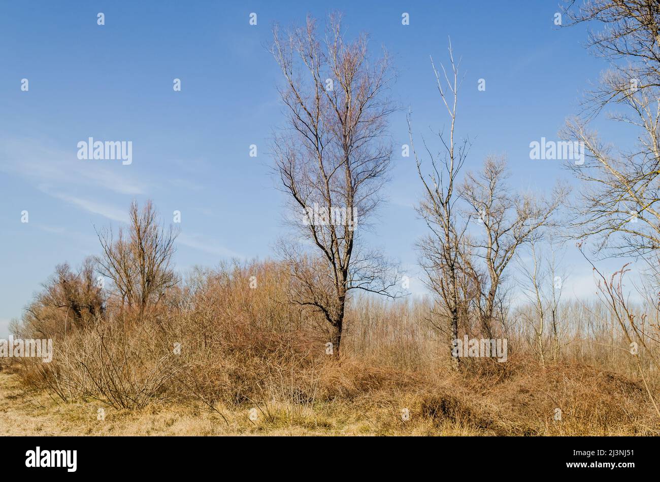 View of the shore of a swamp covered with grass and autumn trees Stock ...