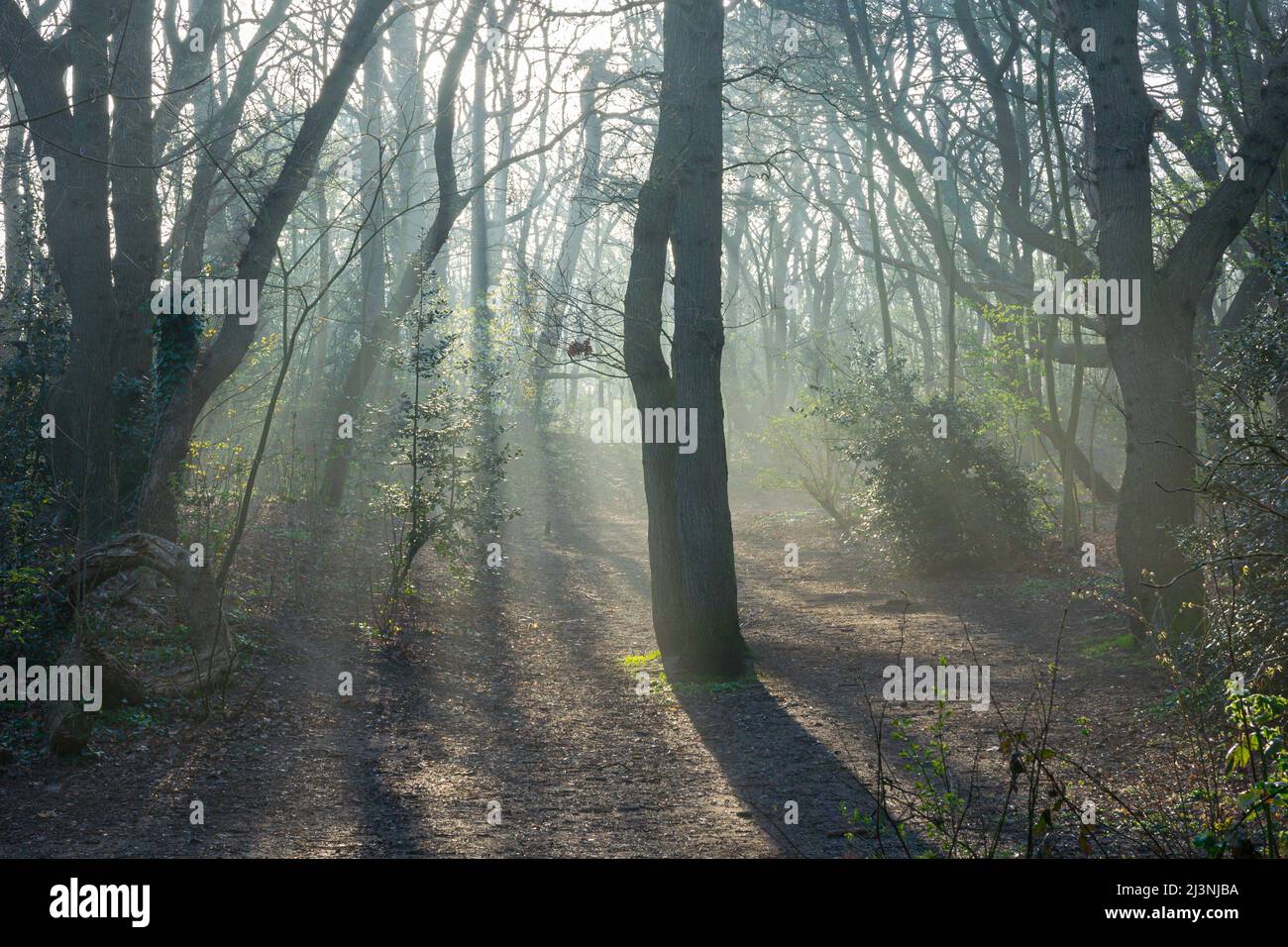 Light between the branches of trees in a forest on an early autumn ...