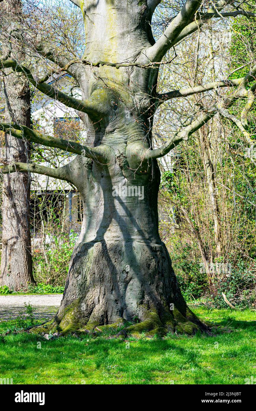 Trunk of a thick old fairy tale tree Stock Photo - Alamy