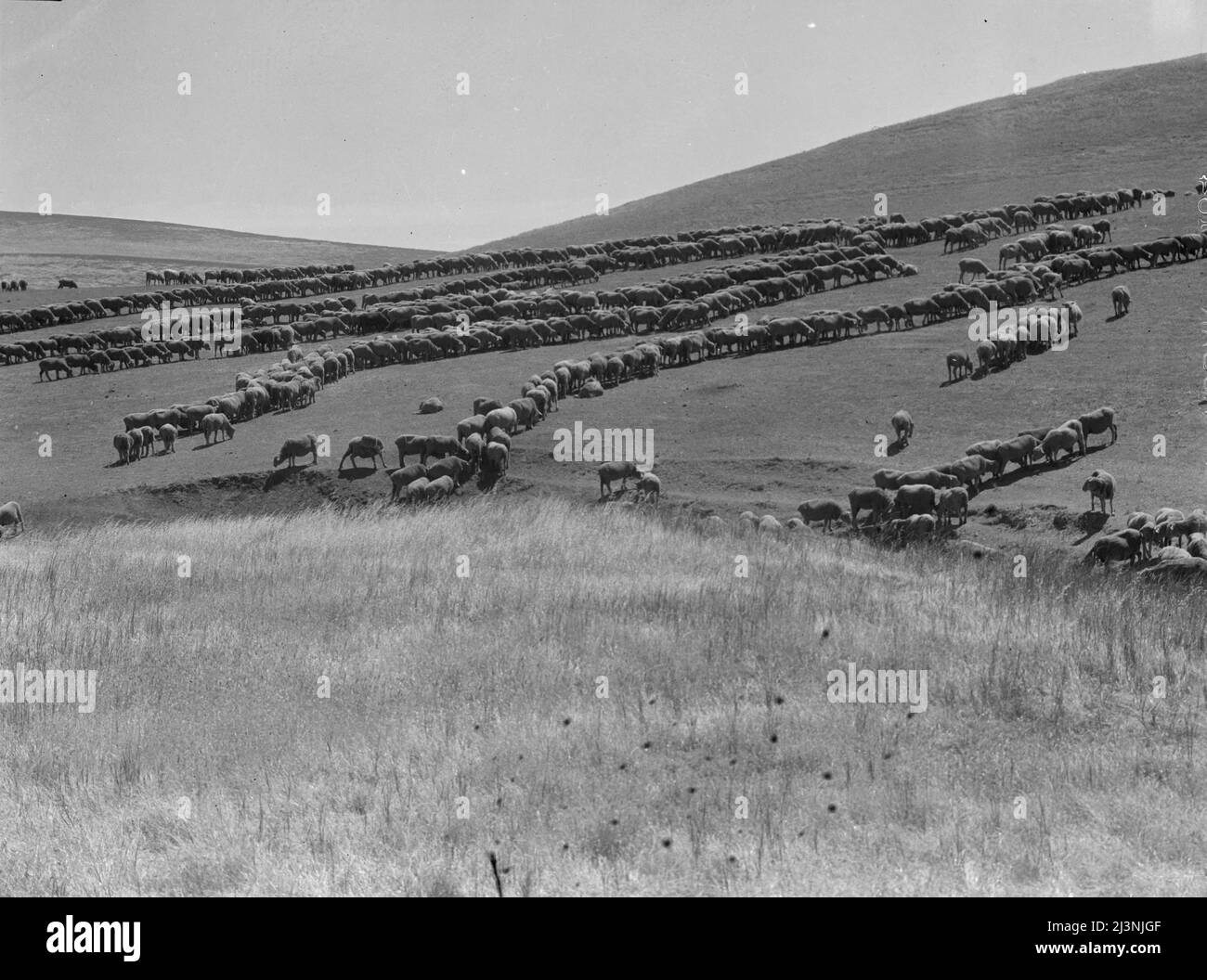 California farm animals Black and White Stock Photos & Images - Alamy
