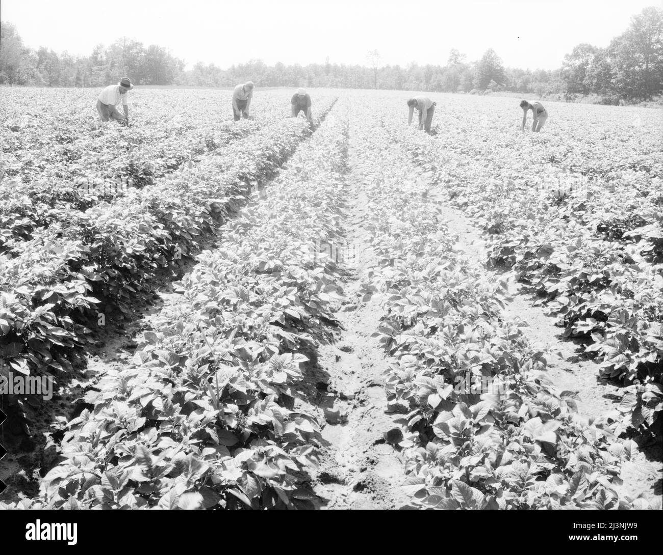 Jersey potato picker hi-res stock photography and images - Alamy