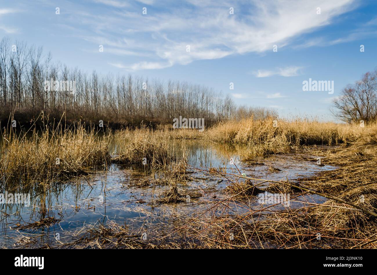 View of the shore of a swamp covered with grass and autumn trees Stock ...