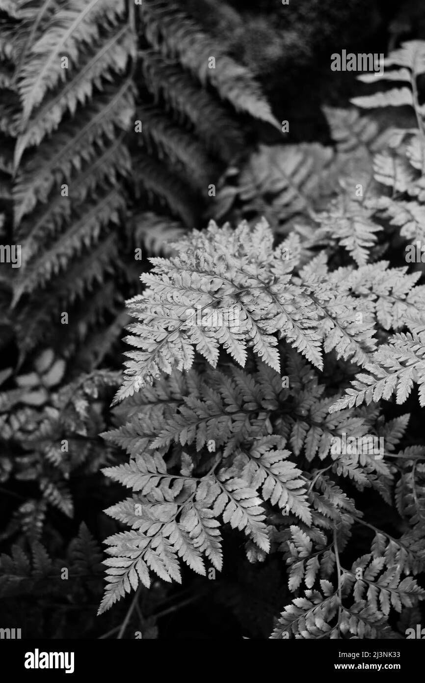 Beautiful leafy ferns growing in the sunny summer meadow Stock Photo ...
