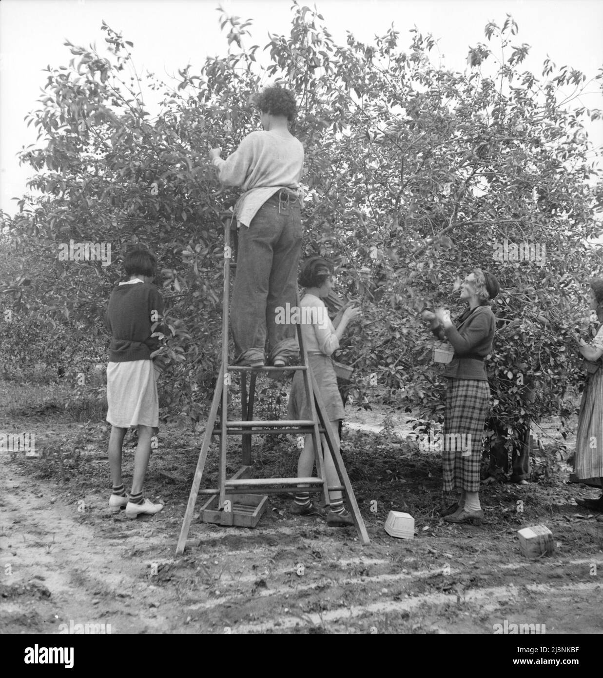 Cherry picker tree Black and White Stock Photos & Images - Alamy
