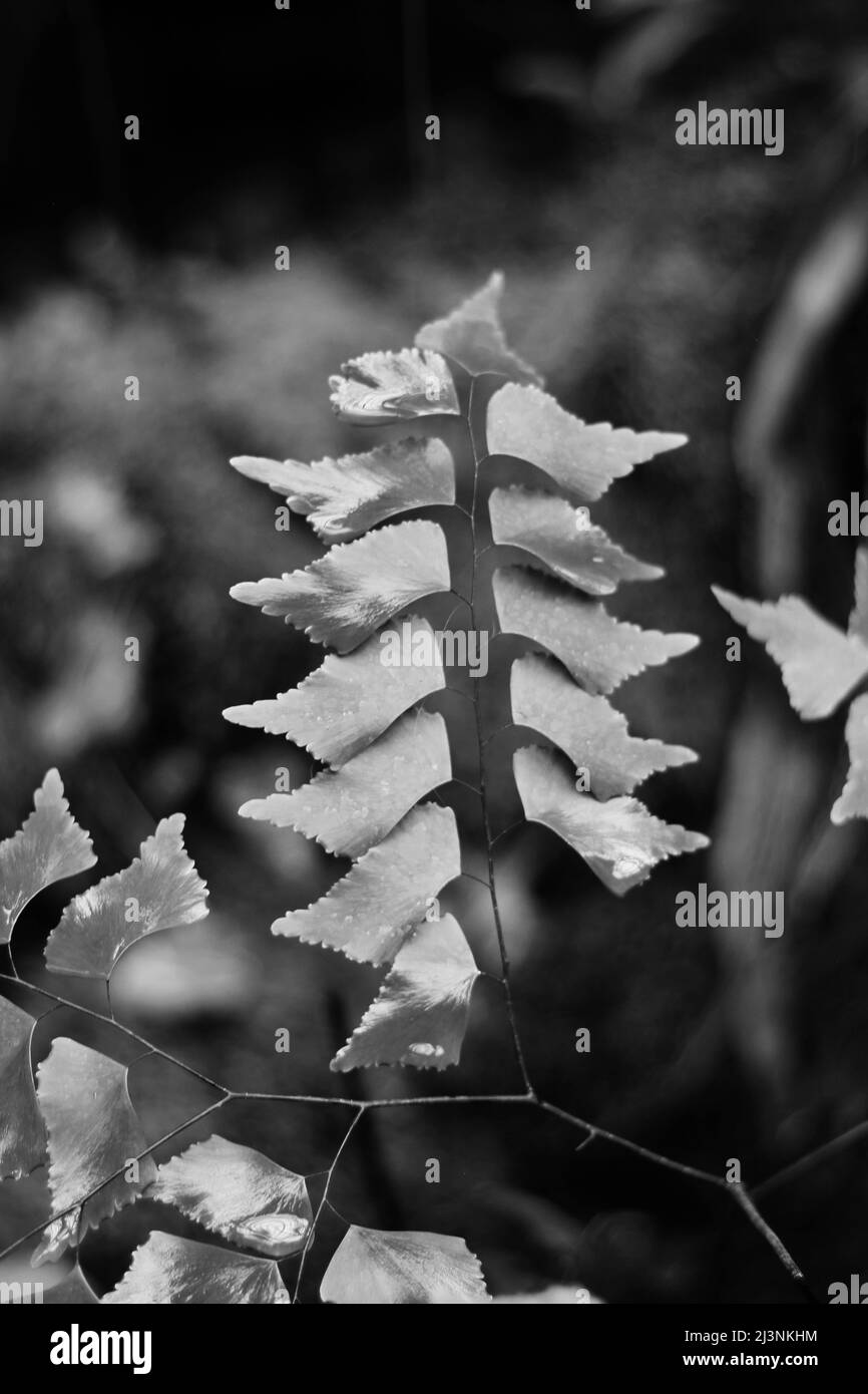 Beautiful leafy green summer Black and White Stock Photos & Images - Alamy
