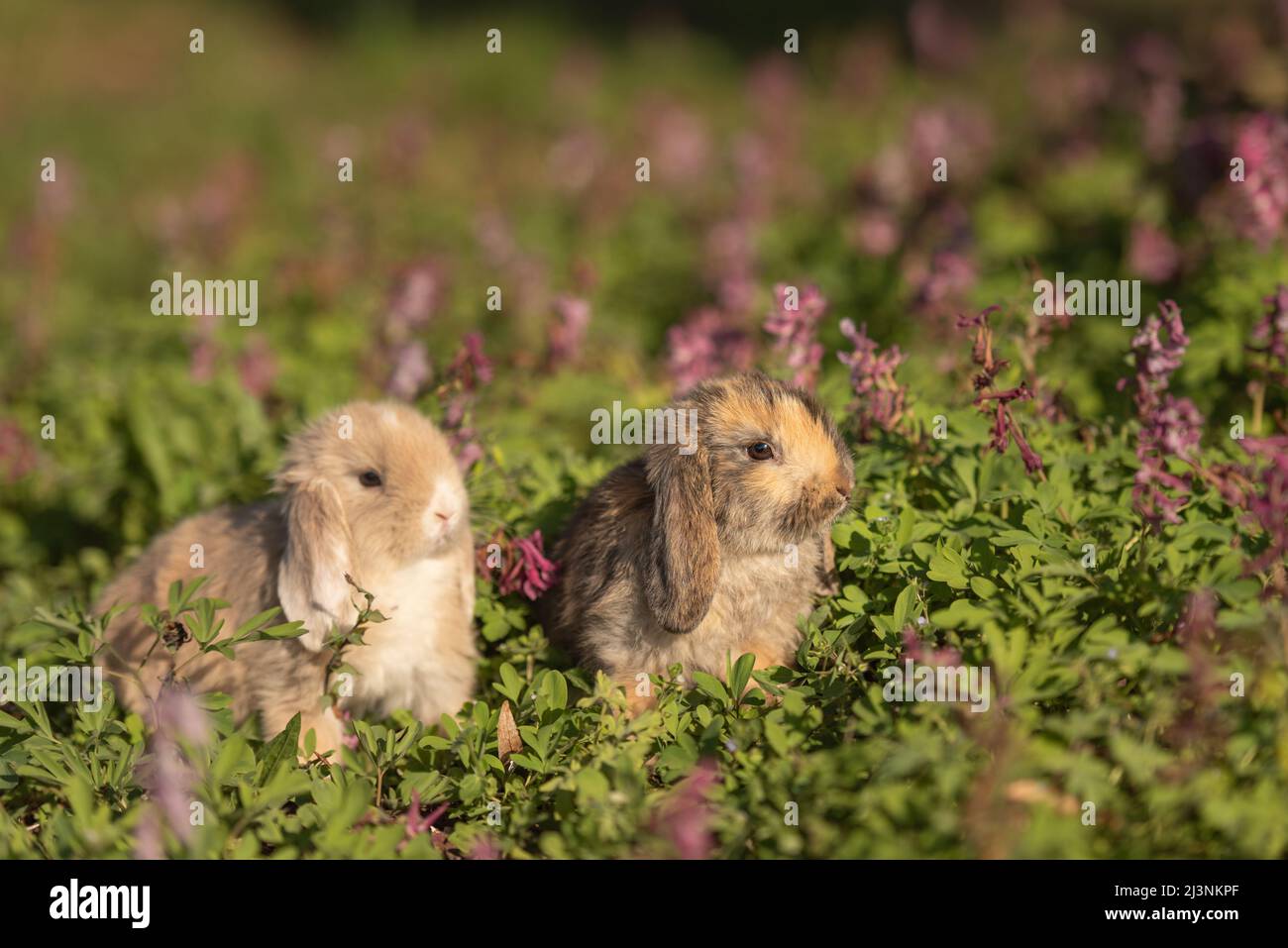 Beauty baby rabbit outside in garden Stock Photo - Alamy