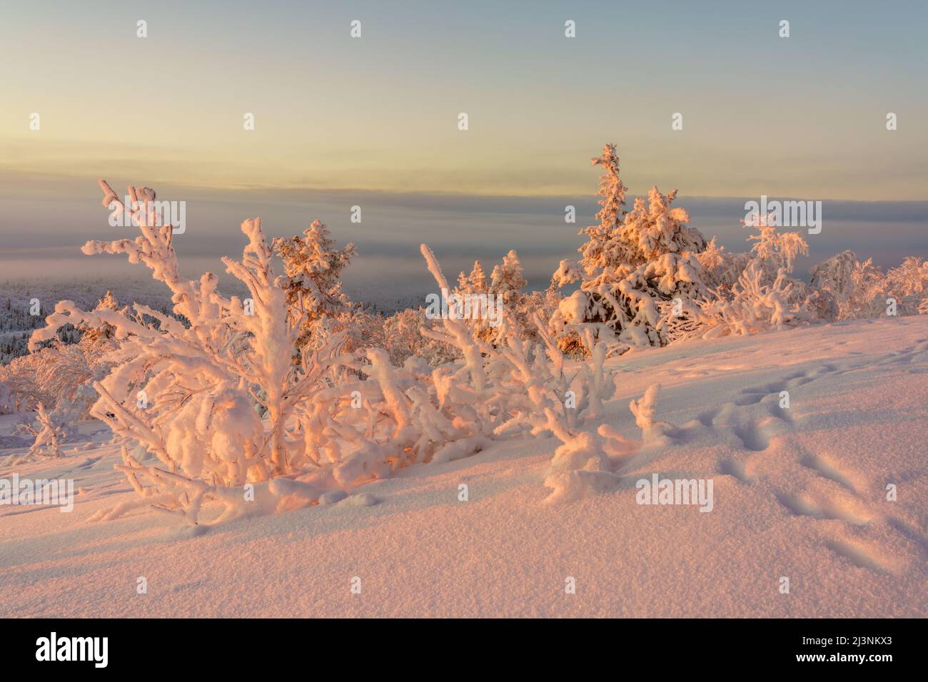 Winter landscape in November with snowy trees with colorful sky ...