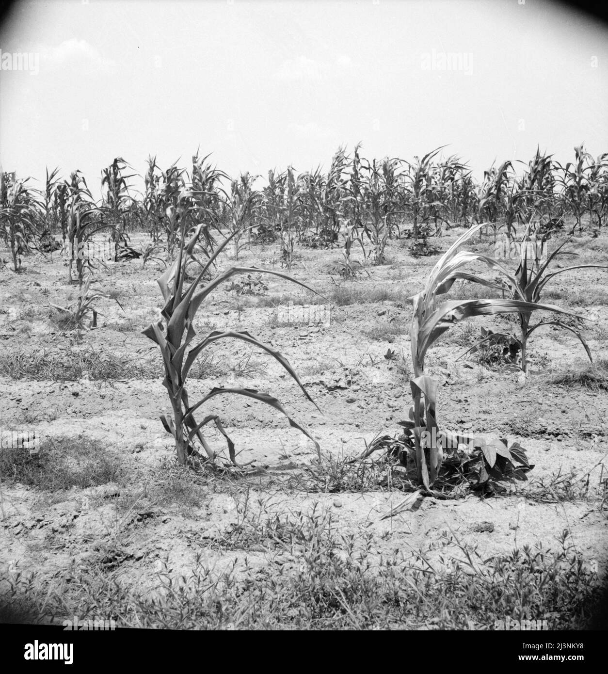 Drying up corn near Eutaw, Alabama Stock Photo - Alamy