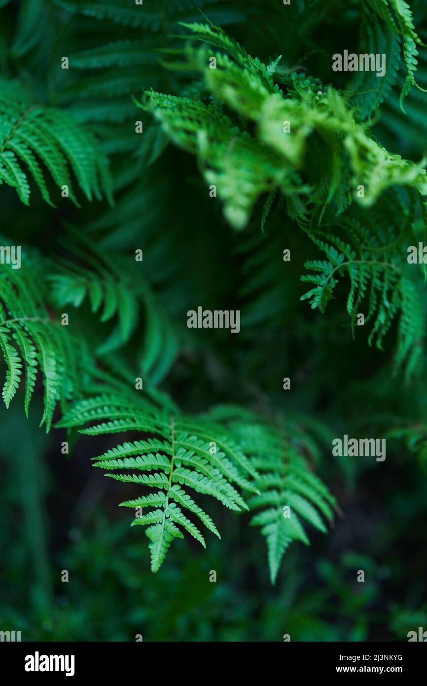 Beautiful ferns create green foliage. Natural green natural fern ...