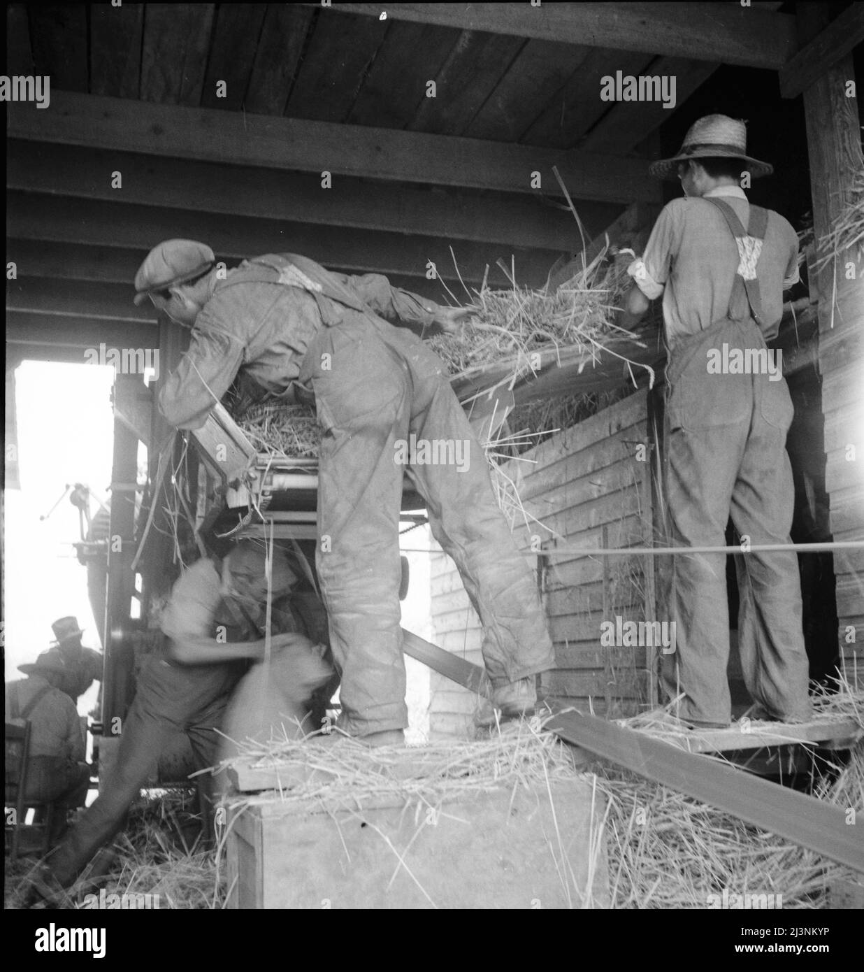 Threshing wheat by hand Black and White Stock Photos & Images - Alamy