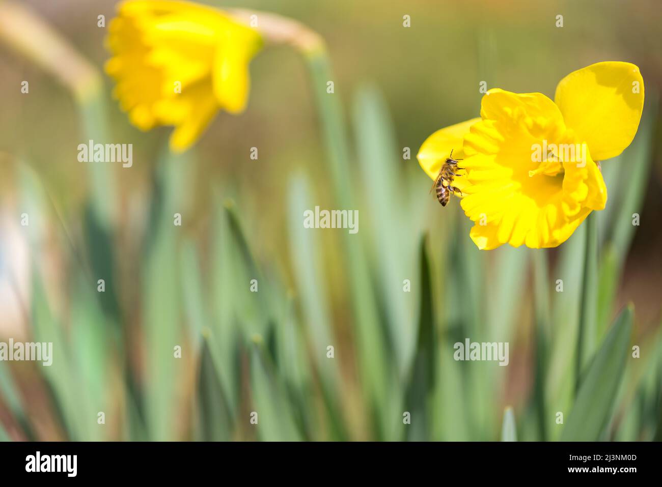 Bumblebee daffodil bee hi-res stock photography and images - Alamy