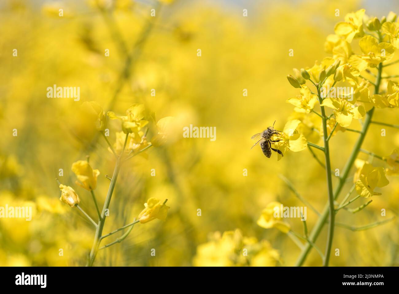 Honey Bee collecting pollen on yellow rape flowers against yellow ...
