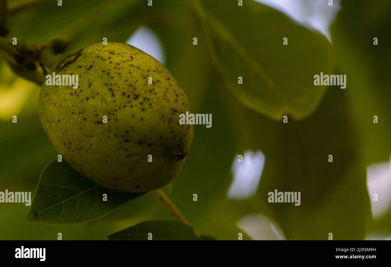 Common walnut tree branch hi-res stock photography and images - Alamy