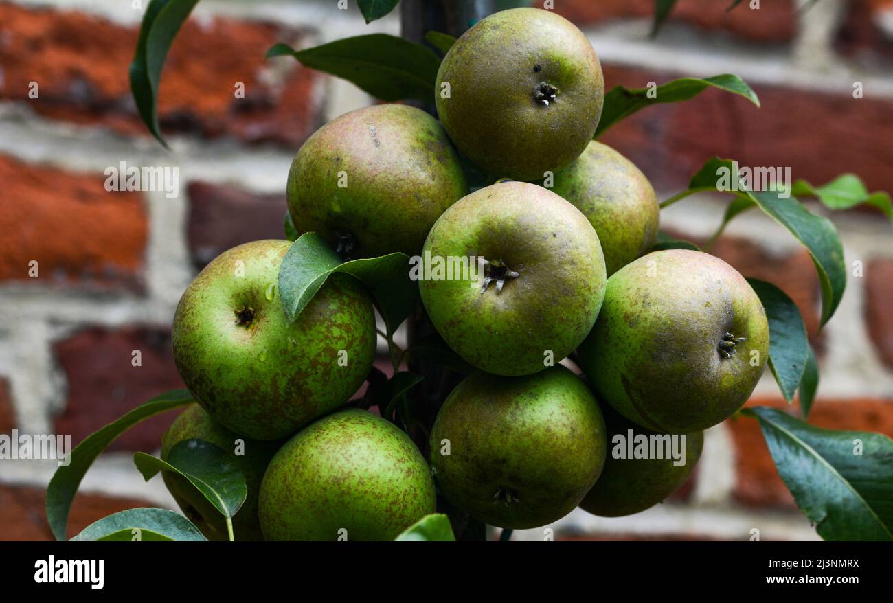 Peers tree hi-res stock photography and images - Alamy