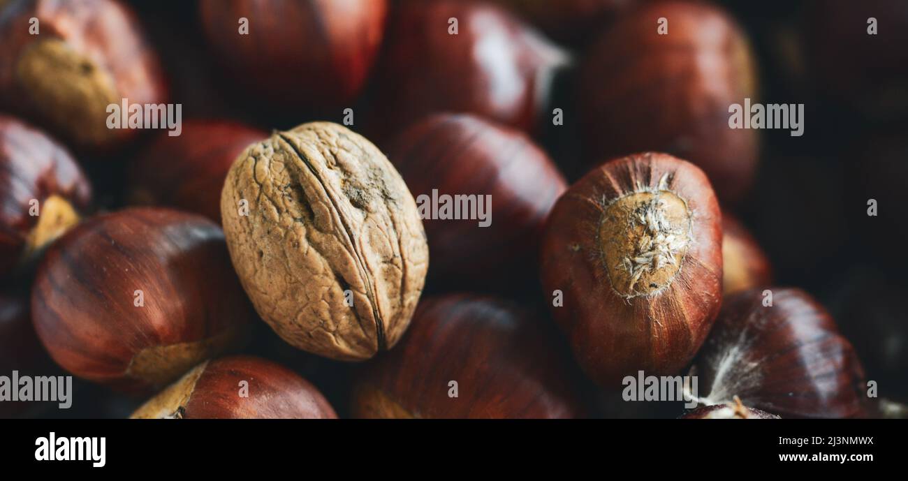 Physic nut tree hi-res stock photography and images - Alamy