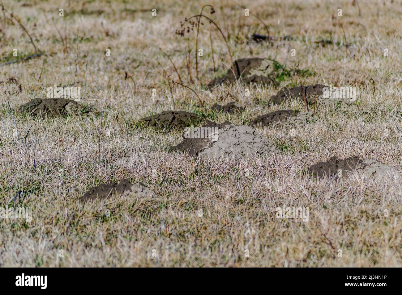 Small grass mound hi-res stock photography and images - Alamy
