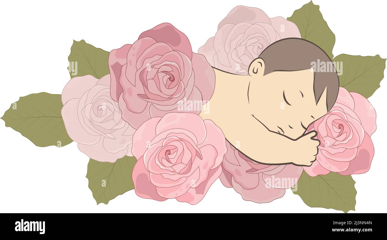 Pink roses baby Cut Out Stock Images & Pictures - Alamy