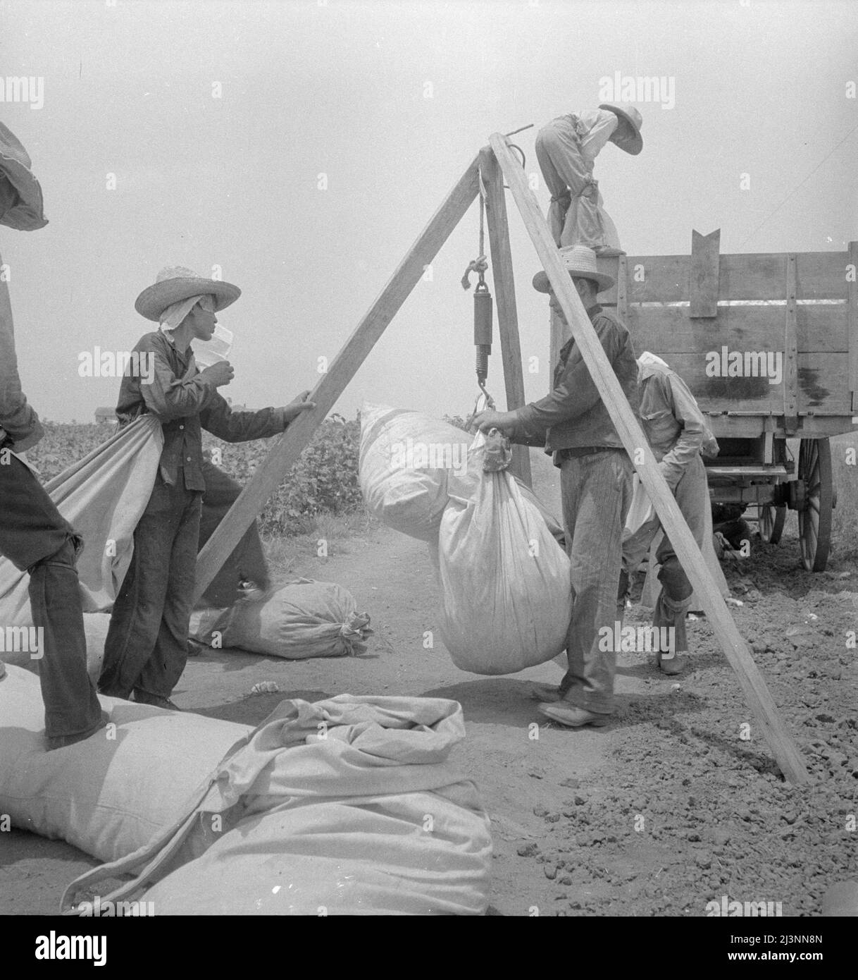 Weighing cotton near Robstown, Texas Stock Photo - Alamy