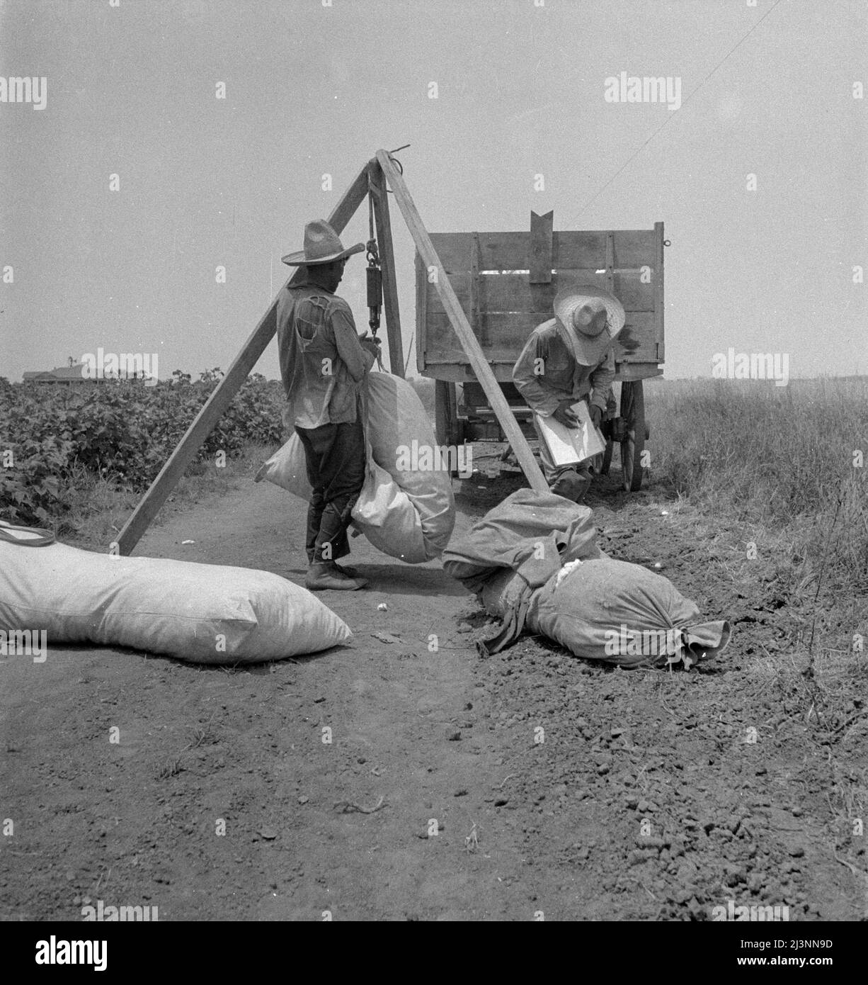 Black men picking cotton Black and White Stock Photos & Images - Alamy