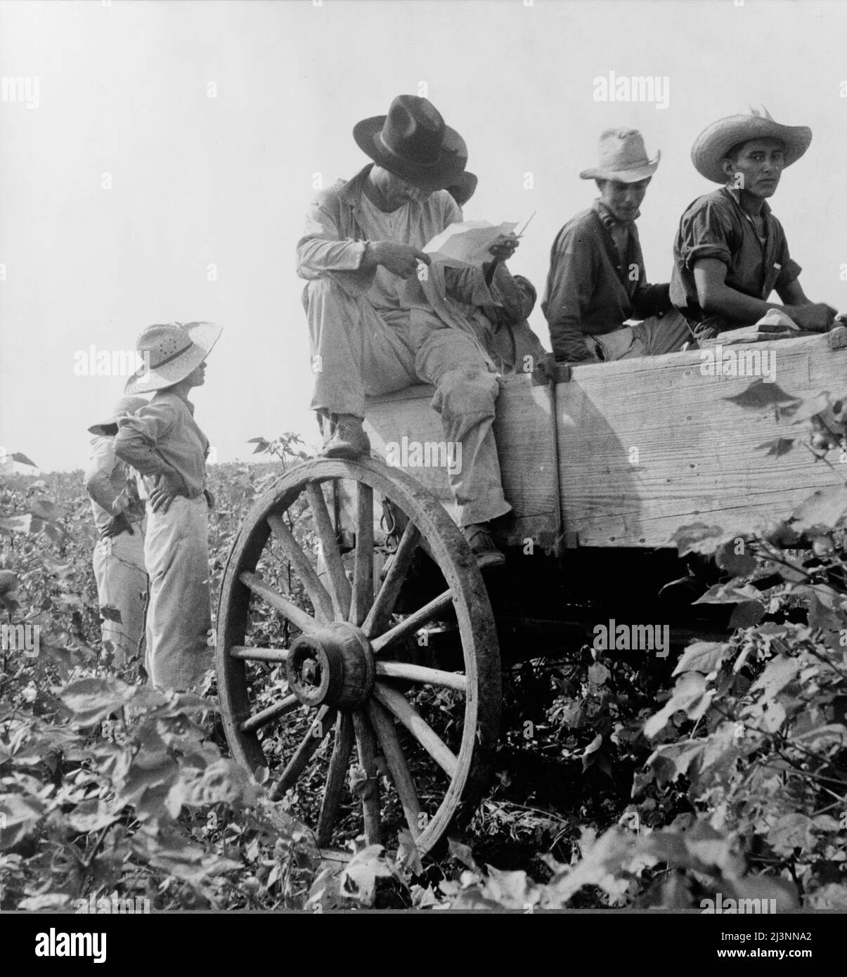 Cotton picking in south Texas Stock Photo - Alamy