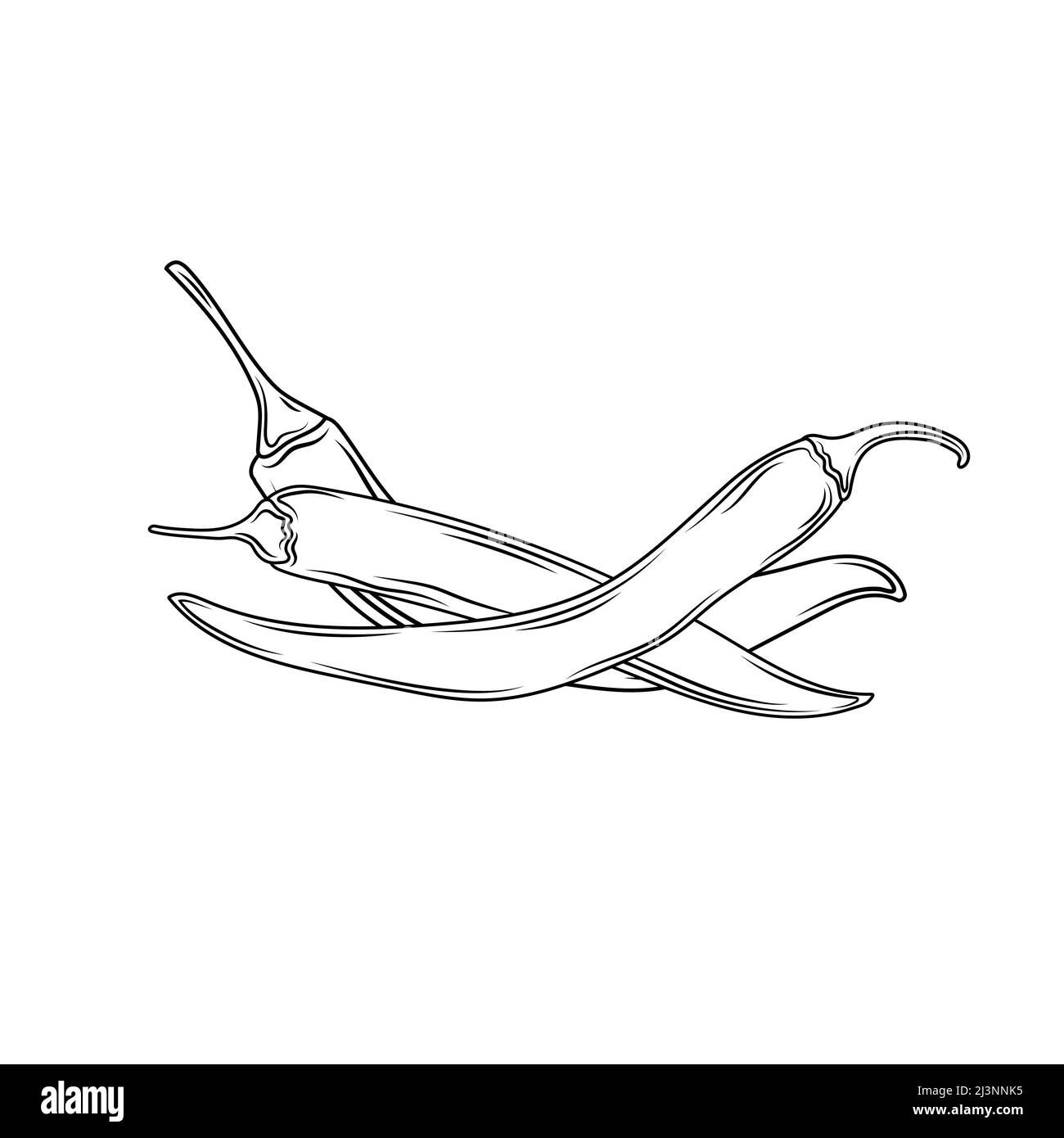 Chilly pepper, chilli Vector hand drawn vector illustration. Fresh ...