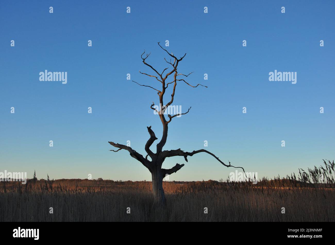 Tree rising above reeds beside the River Alde at Iken, Suffolk, England ...