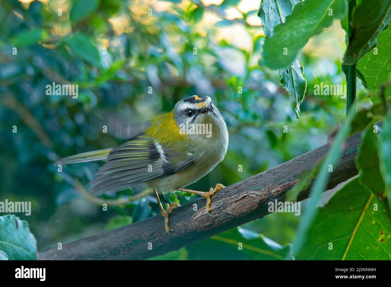 Parus major hi-res stock photography and images - Alamy