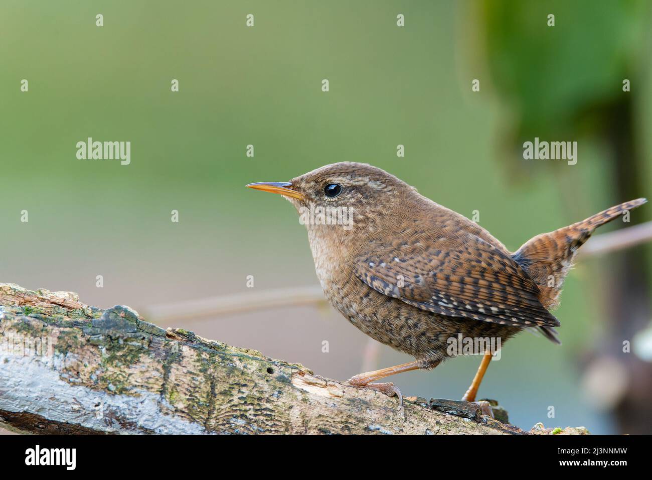 Parus major hi-res stock photography and images - Alamy