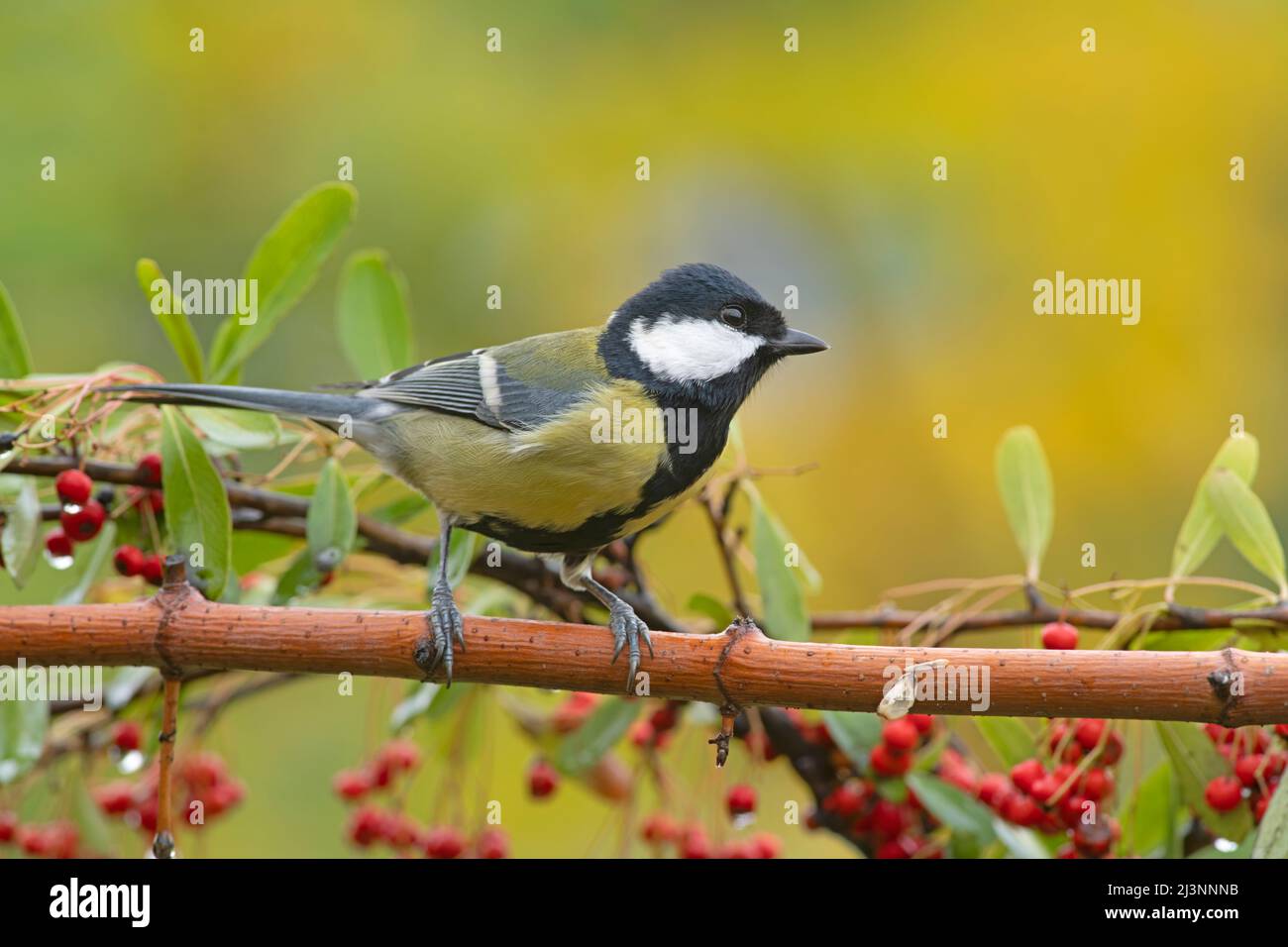 Parus major hi-res stock photography and images - Alamy