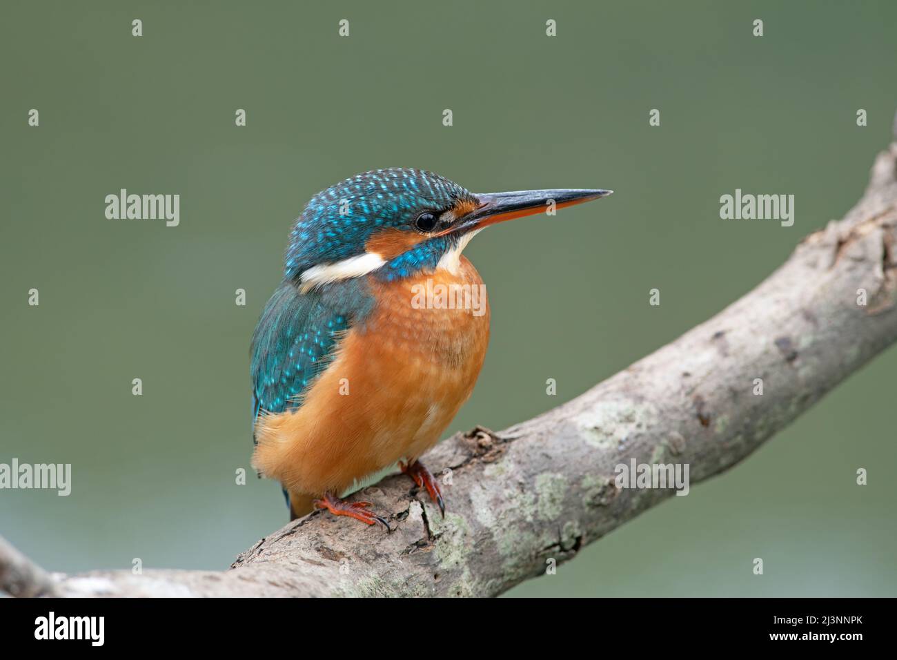 Parus major hi-res stock photography and images - Alamy