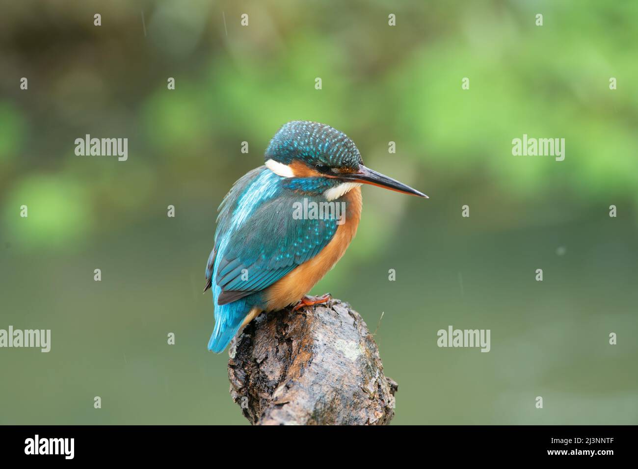 Parus major hi-res stock photography and images - Alamy