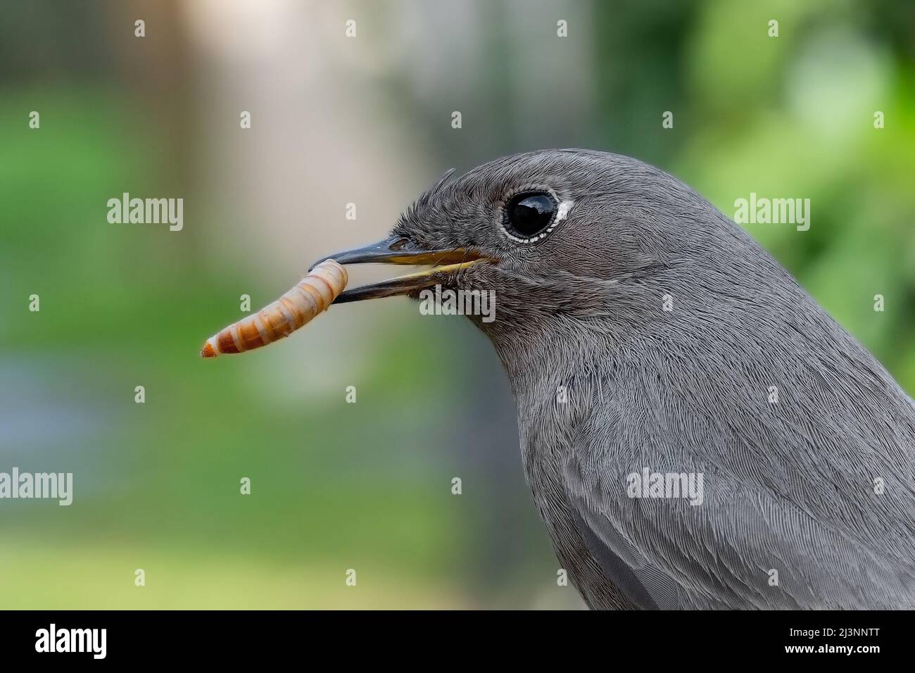 Parus major hi-res stock photography and images - Alamy