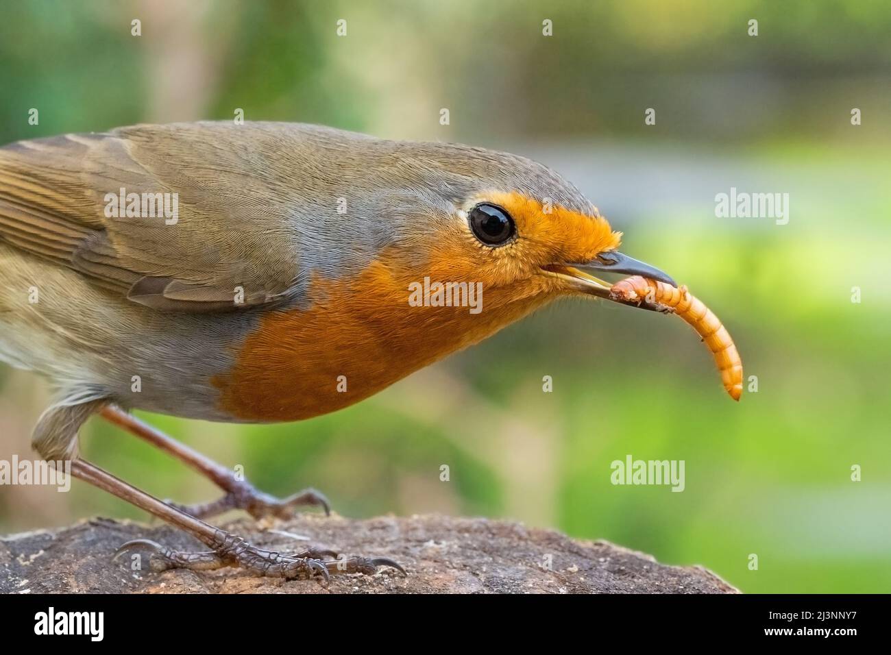 Parus major hi-res stock photography and images - Alamy