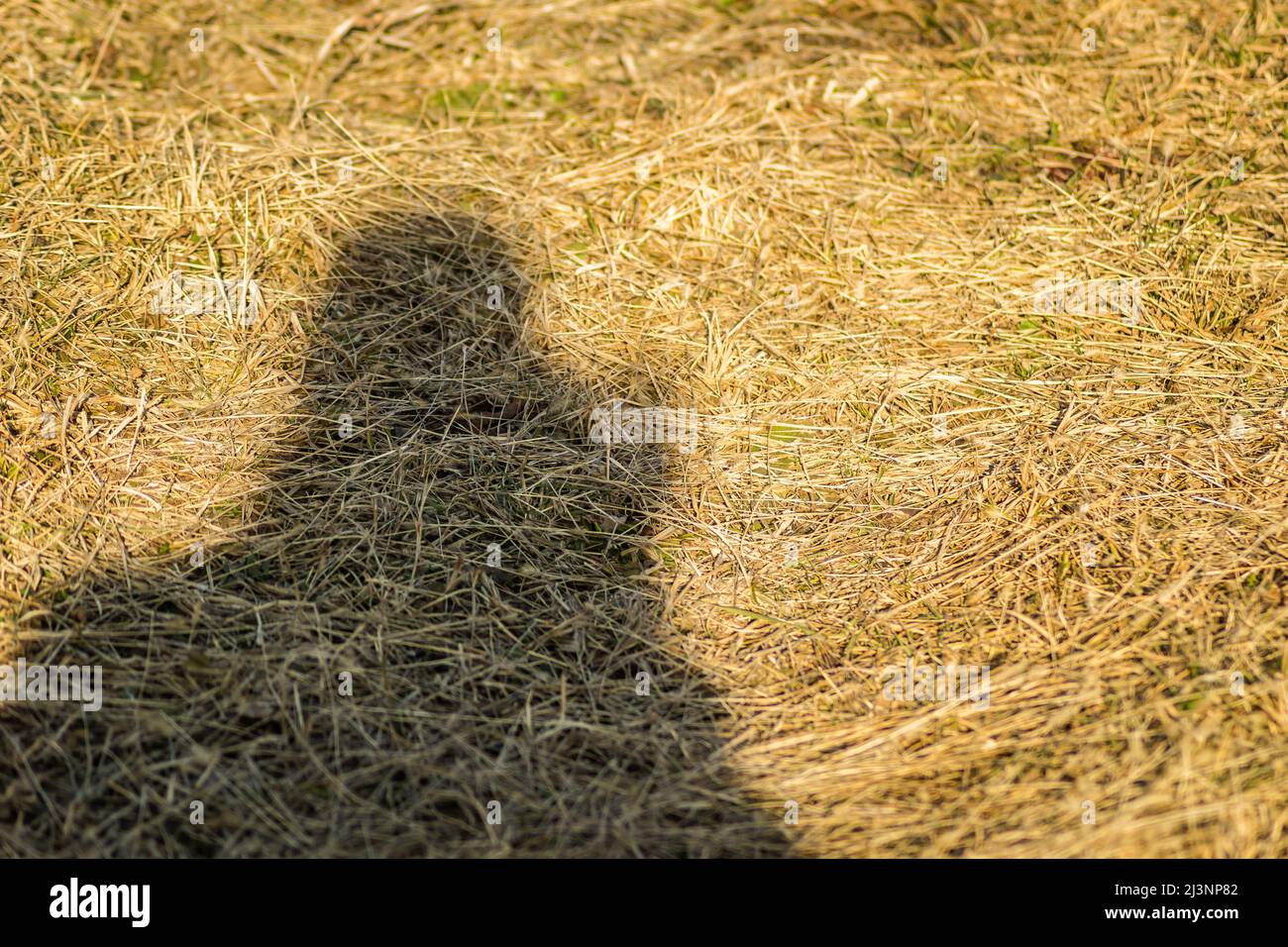 A human shadow on the withered winter grass, on the glade of the forest ...