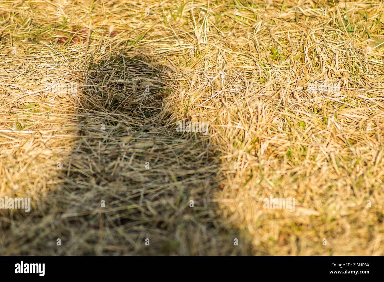 A human shadow on the withered winter grass, on the glade of the forest ...