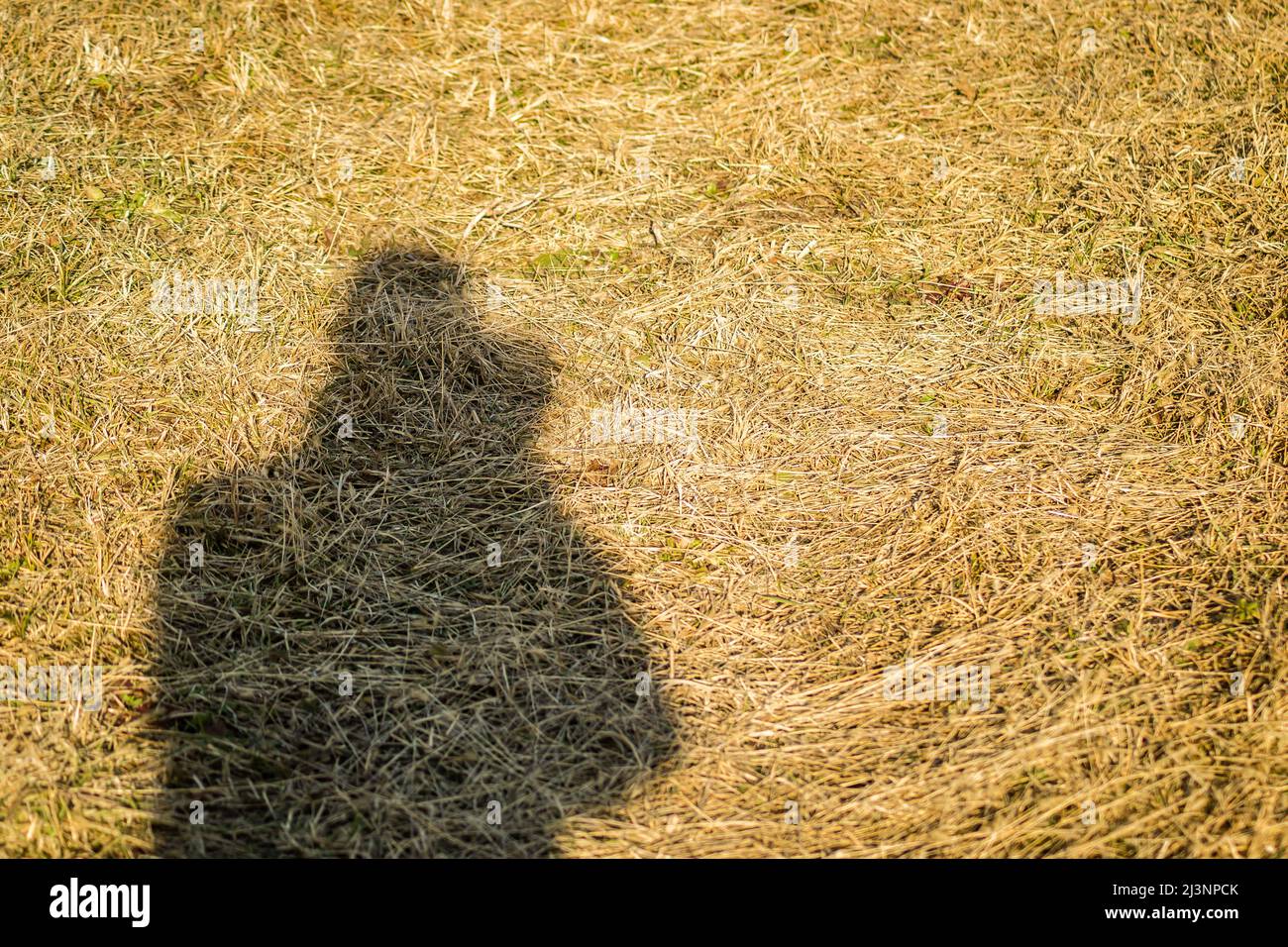 A human shadow on the withered winter grass, on the glade of the forest ...