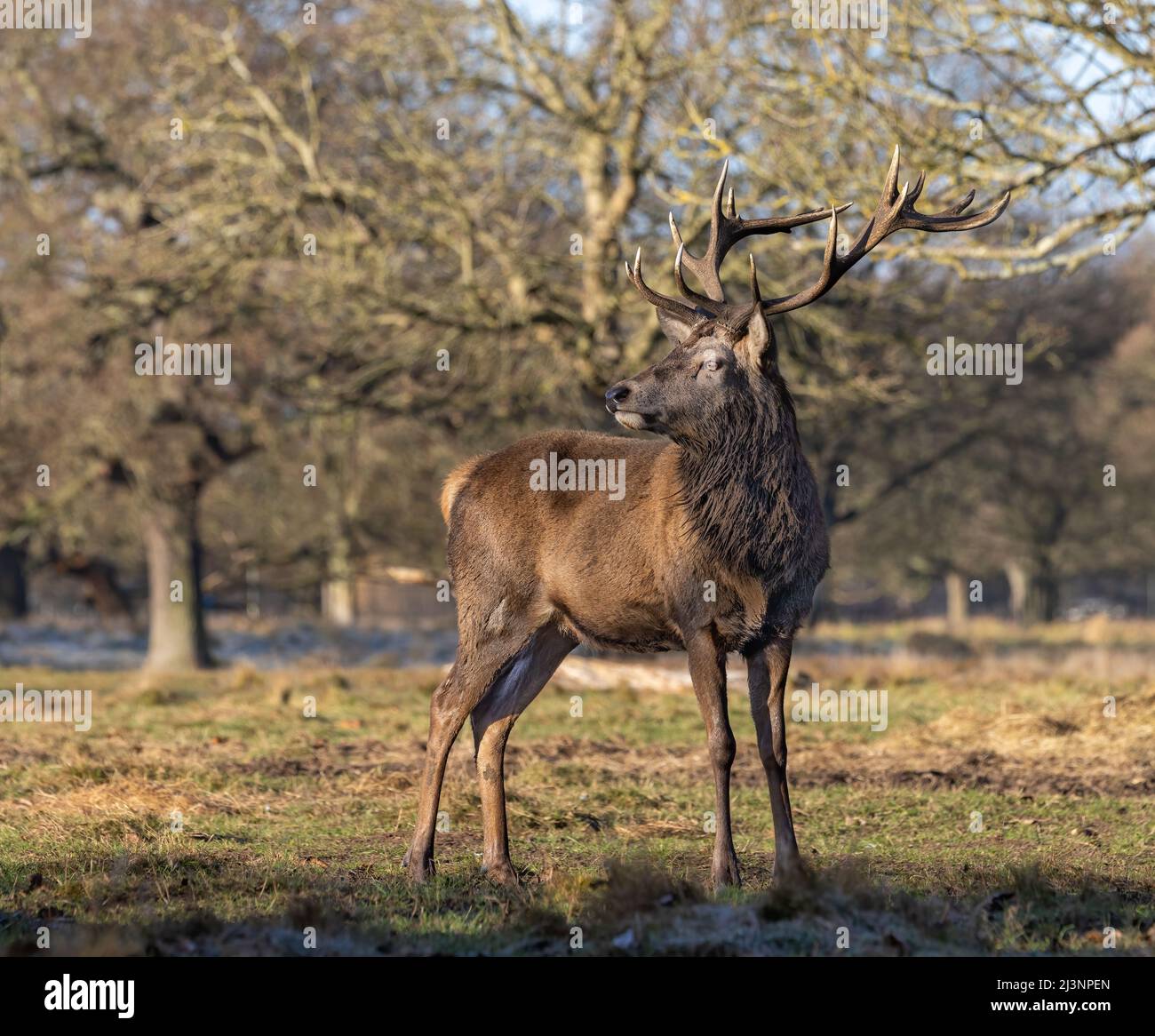 Front facing deer hi-res stock photography and images - Alamy